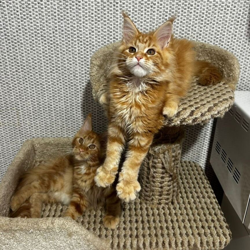 Мейн-кун котёнок