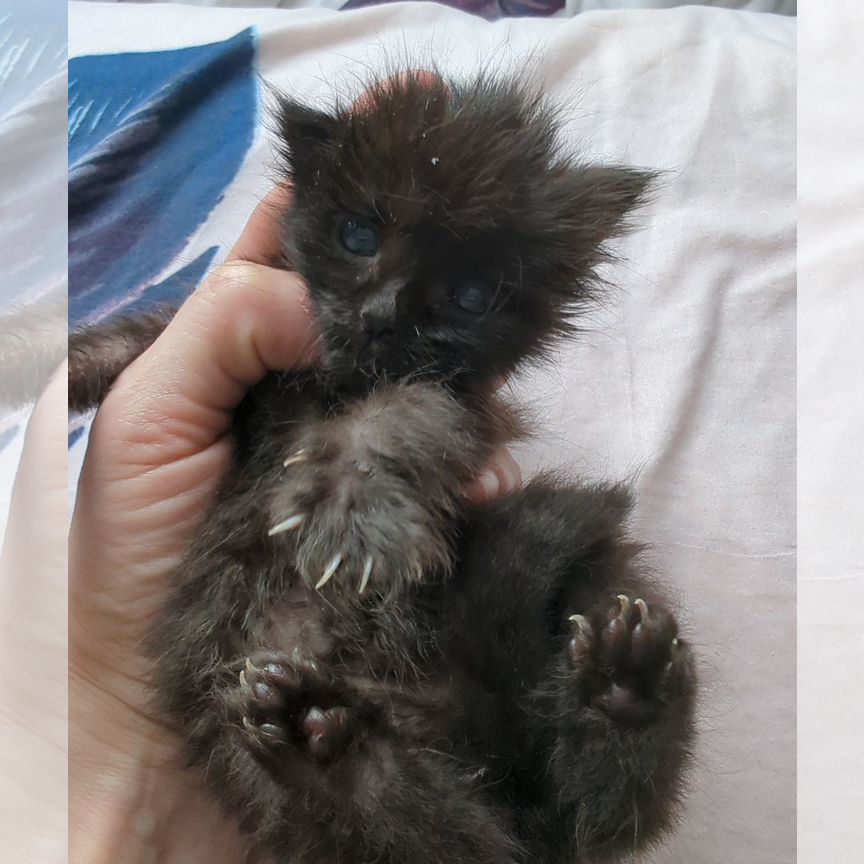 Бесплатно котят в добрые руки