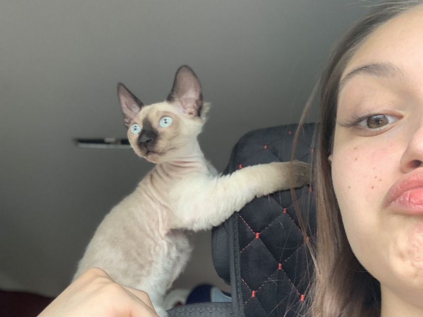 Сфинкс бархат