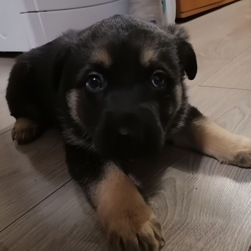 Немецкая овчарка, щенок