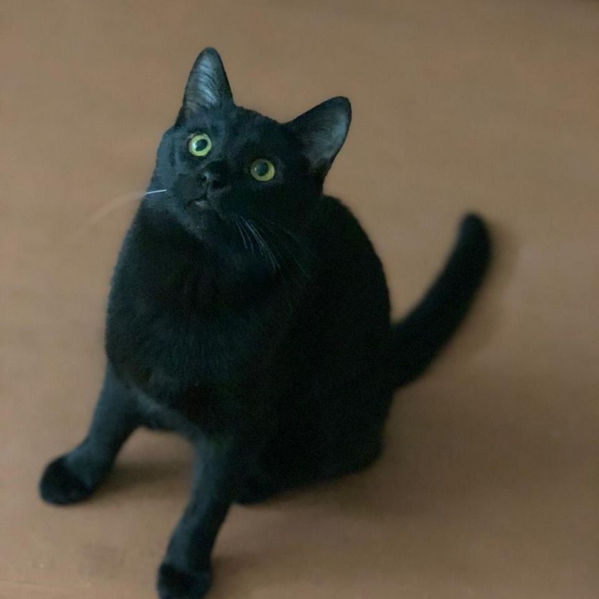 Мишаня ласковый котик, 8 месяцев