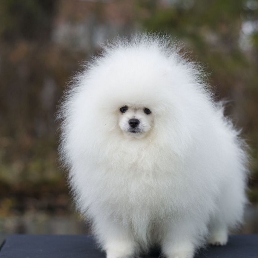 Шпиц белоснежный брутал