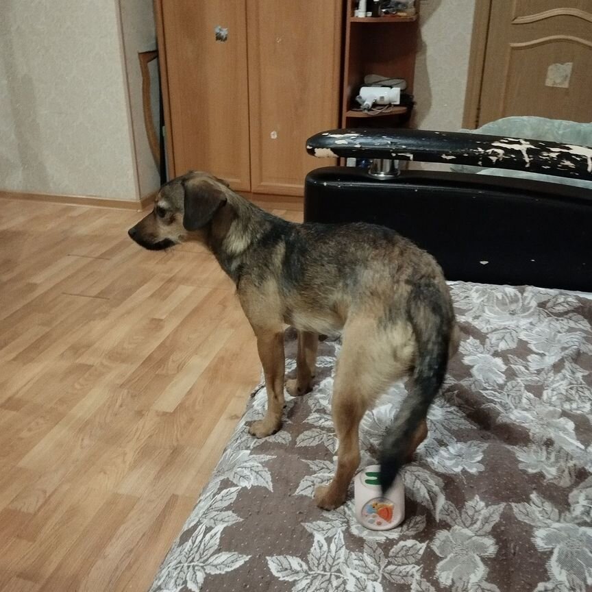 Отдам в добрые руки маленькую собачку