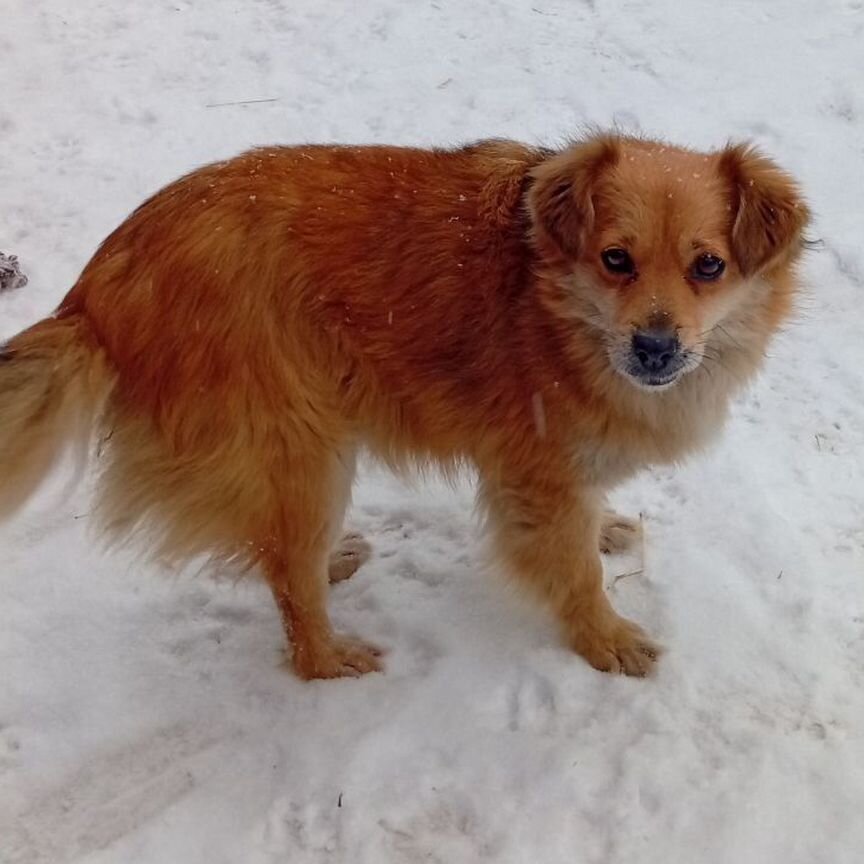 Взрослая собака в добрые руки