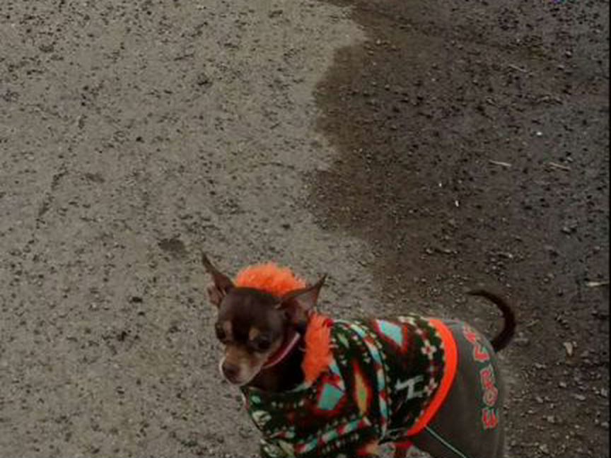 Ищем даму сердца (вязка)