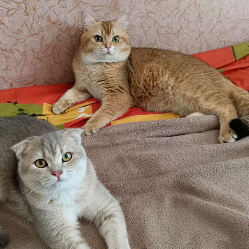 Шотландские кошки