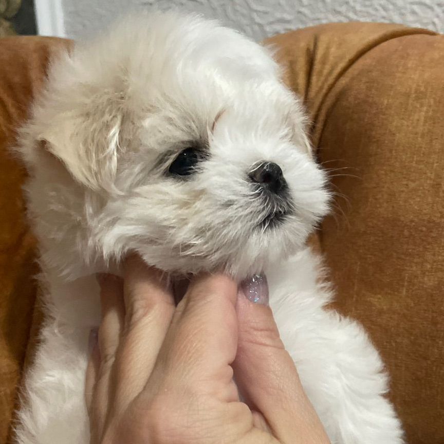 Мальтийская болонка, щенок