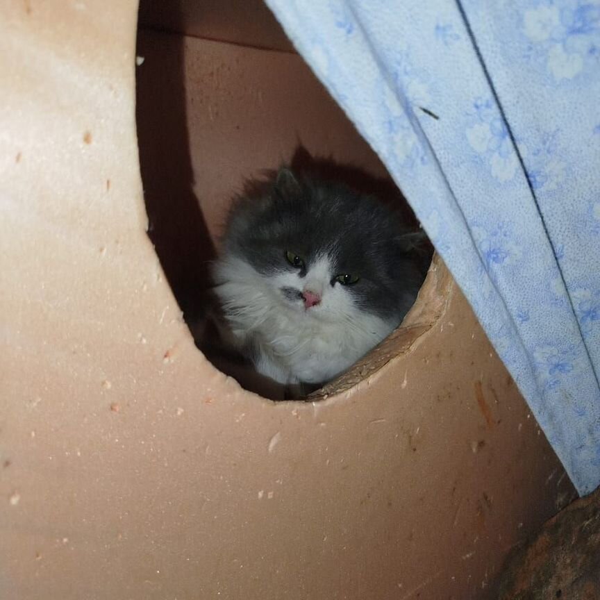Выбросили котят