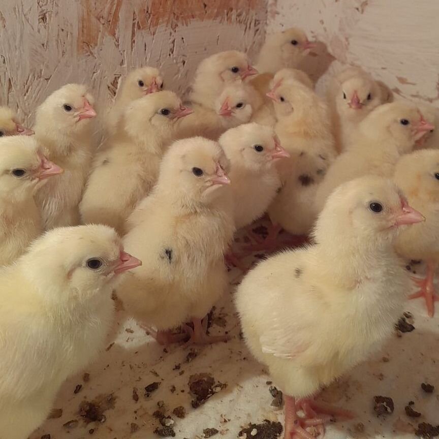 Цыплята бройлеры суточные