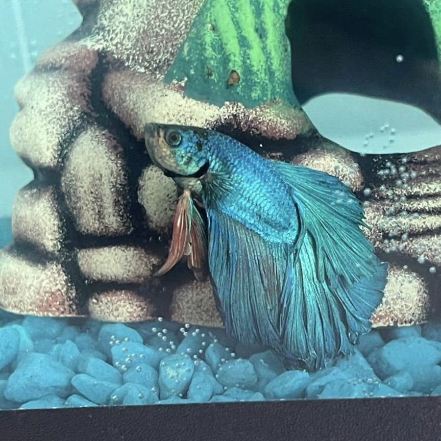 Продам рыбку петушка и плюс авкариум