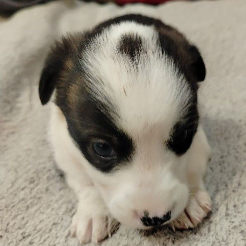 Вельш Корги Кардиган, щенок