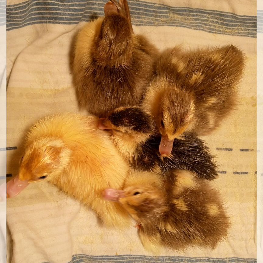 Индоутята 14 мая, 1 июня, 25 июня