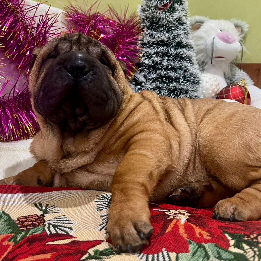 Шарпей, щенок