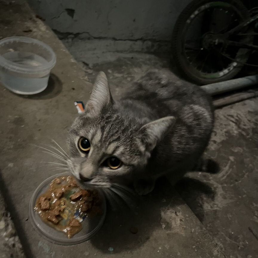 Отдам кота в добрые руки