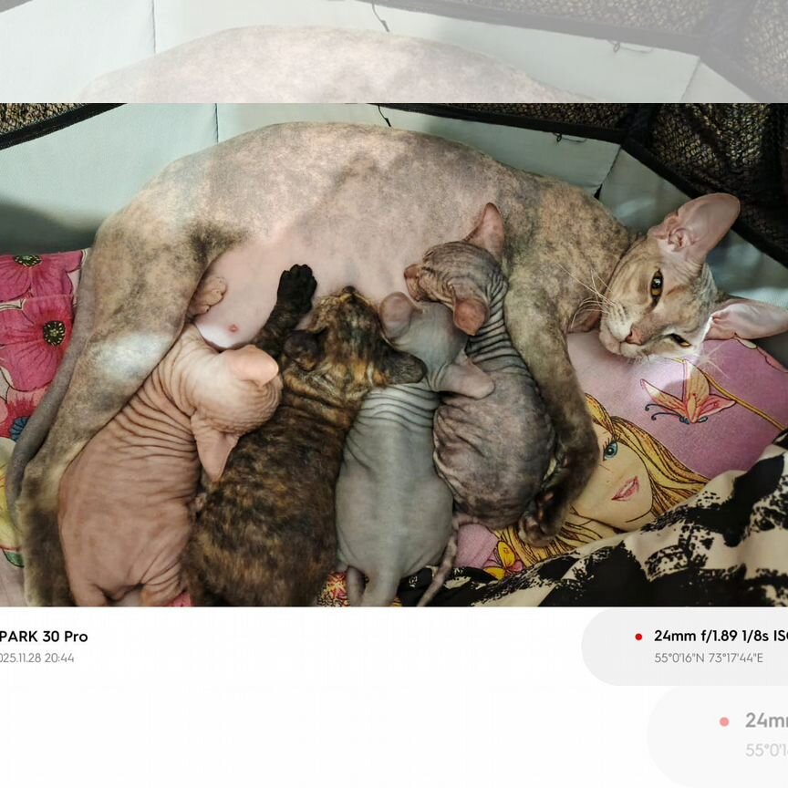 Донской сфинкс котёнок