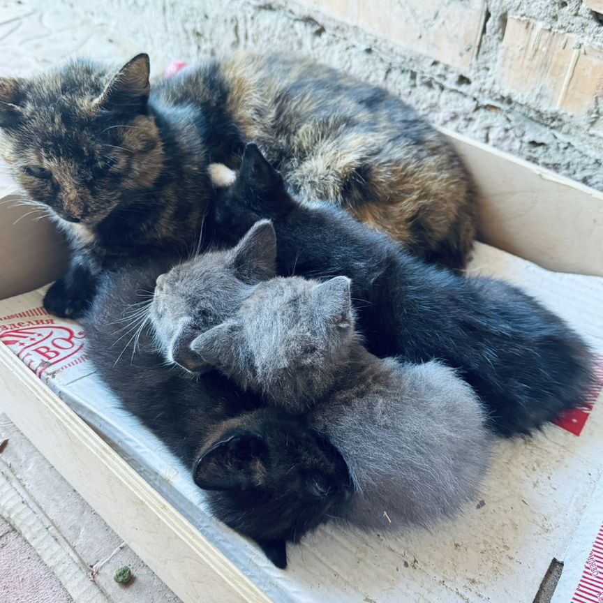 Котята в добрые руки