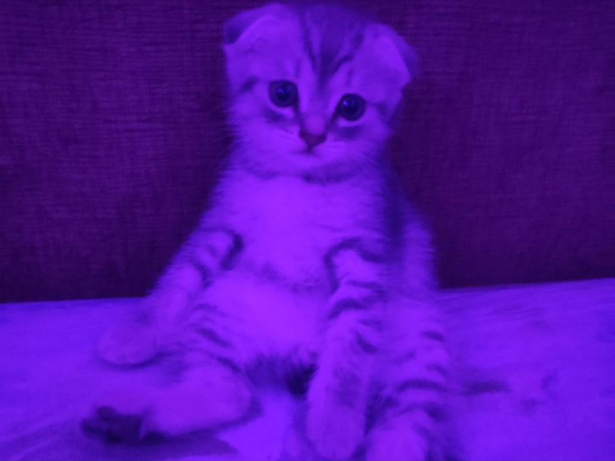 Шотландская вислоухая шиншилла