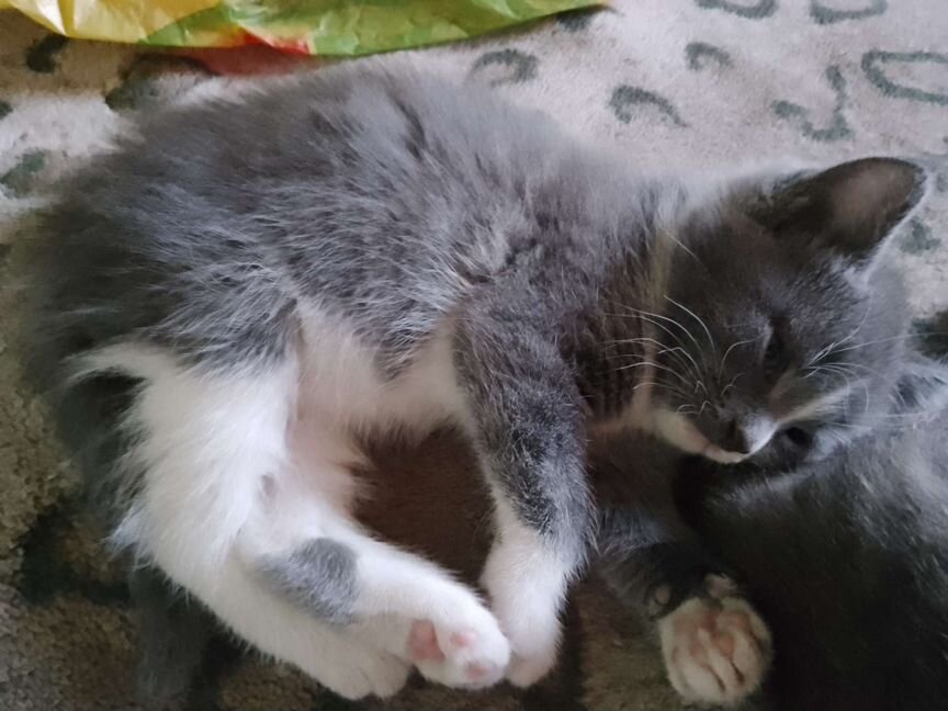 Котята Лесколово