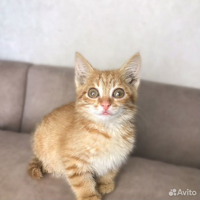 Несчастный рыжий котёнок