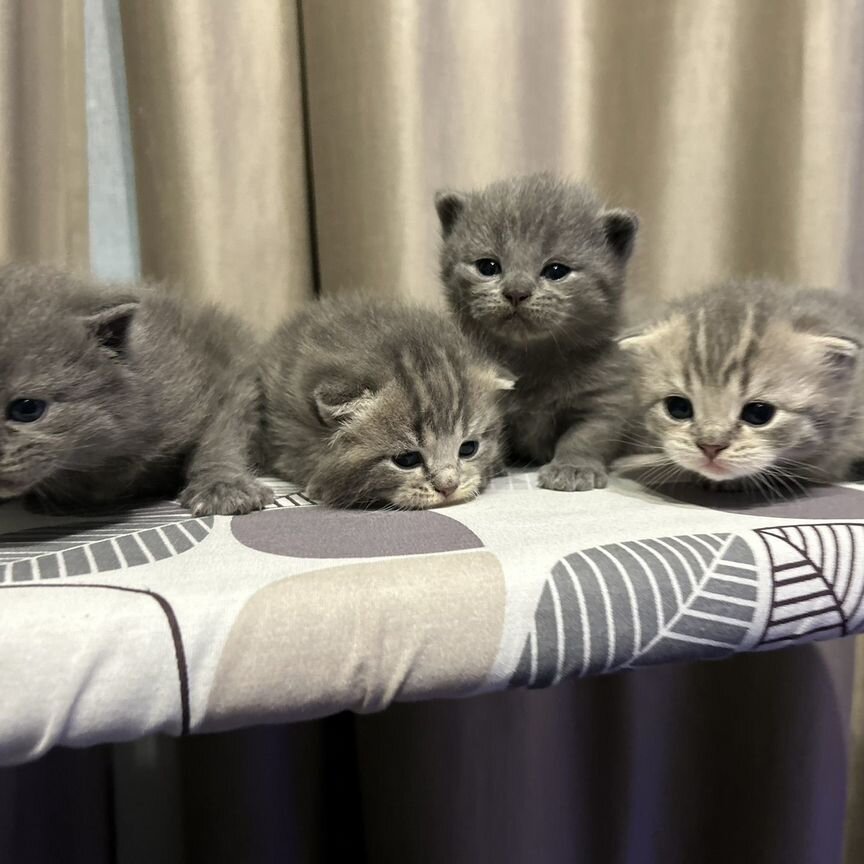 Шотландские вислоухие котята