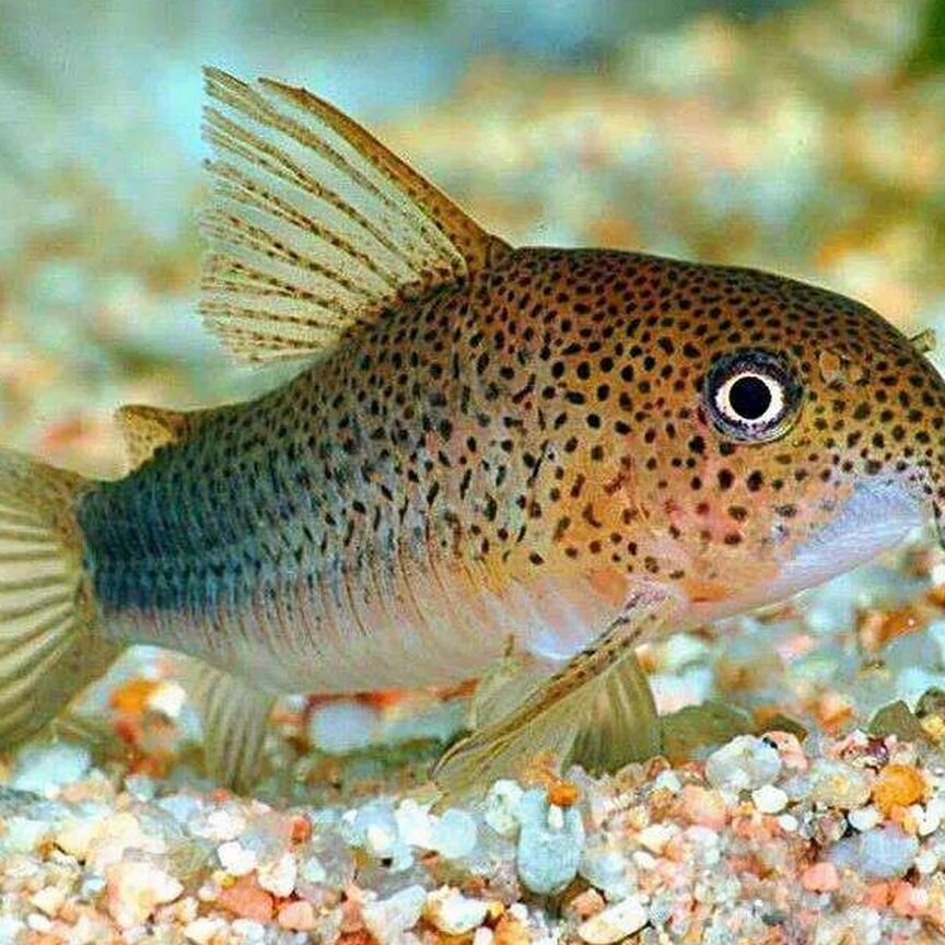 Коридорас симилис