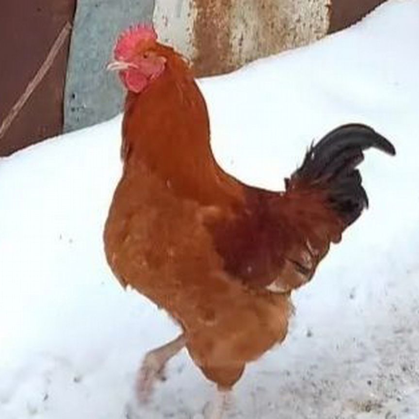 Петухи молодые