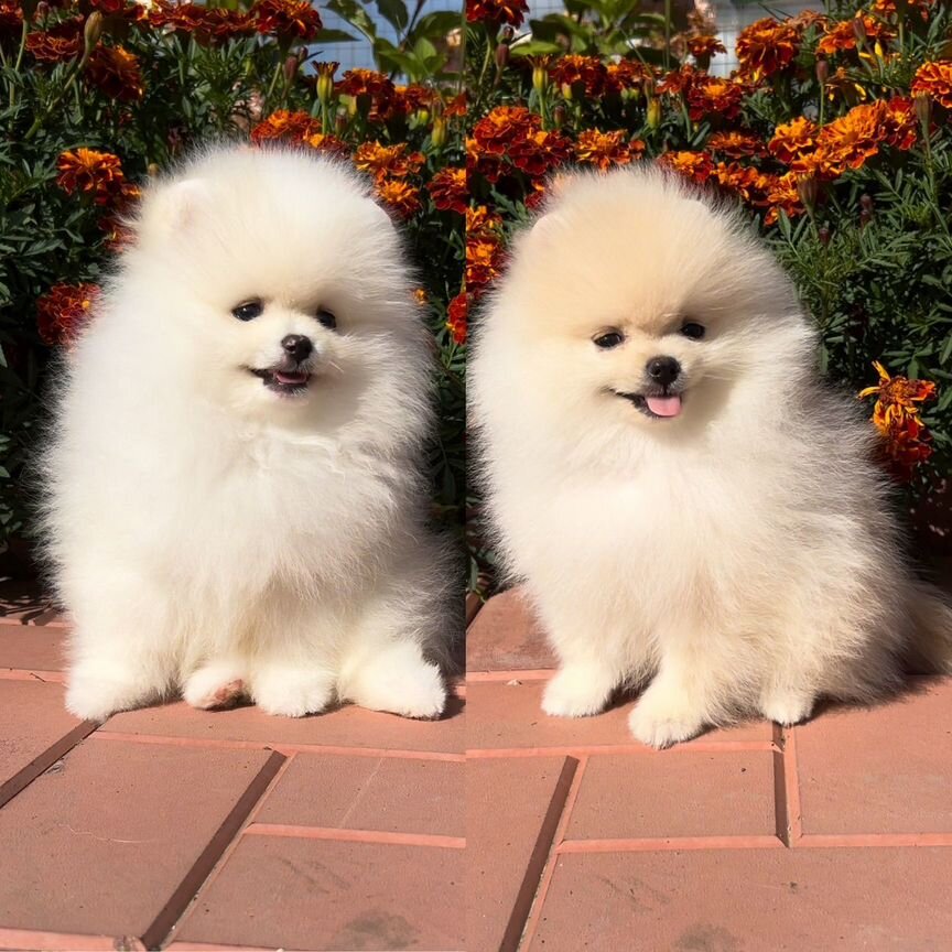 Померанский шпиц мини