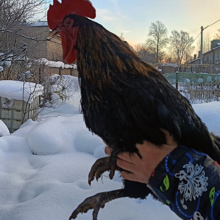 Молодые петухи породы Маран