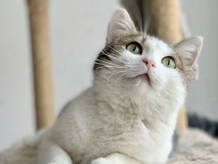 Кошка Белошейка