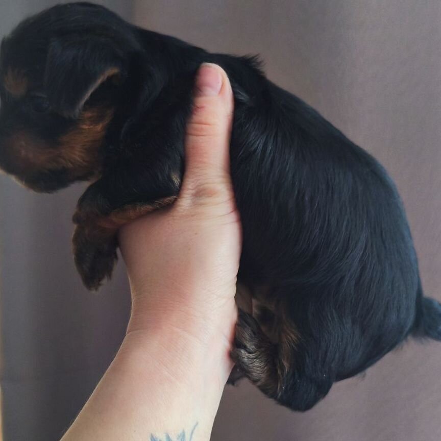 Йоркширский терьер, щенок