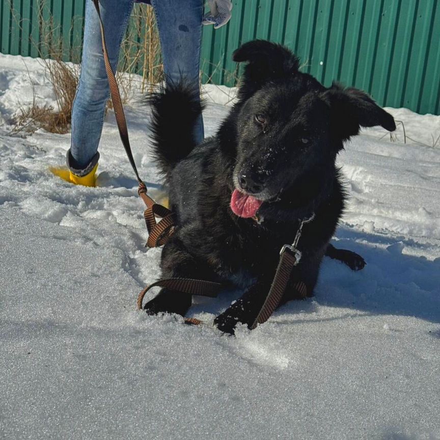 Собака стала не нужна