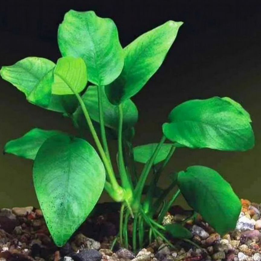 Аквариумное растение