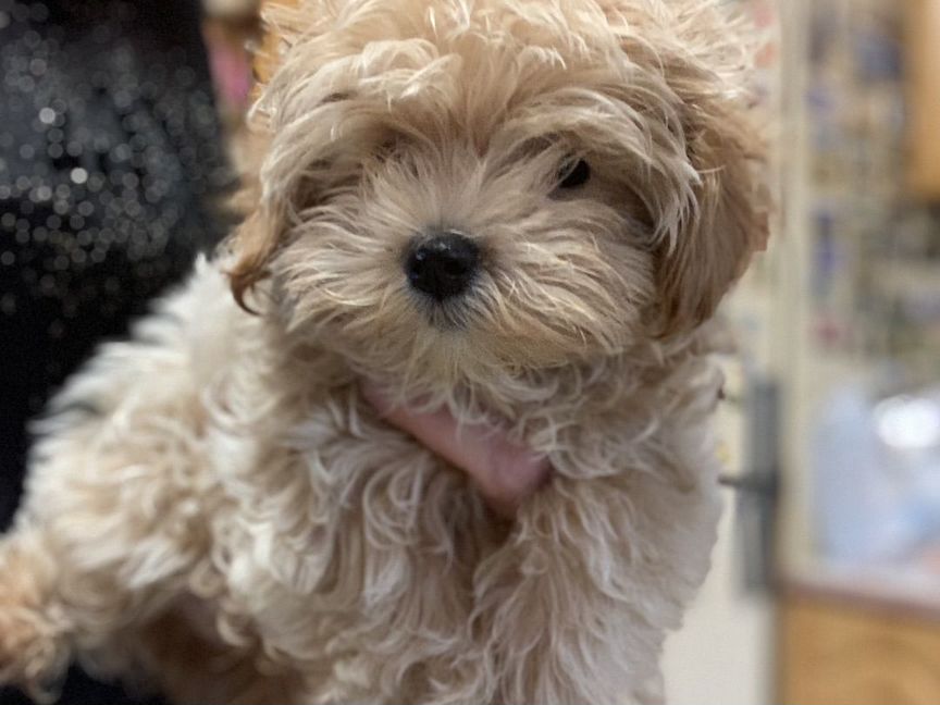 Девочка мальтипушка