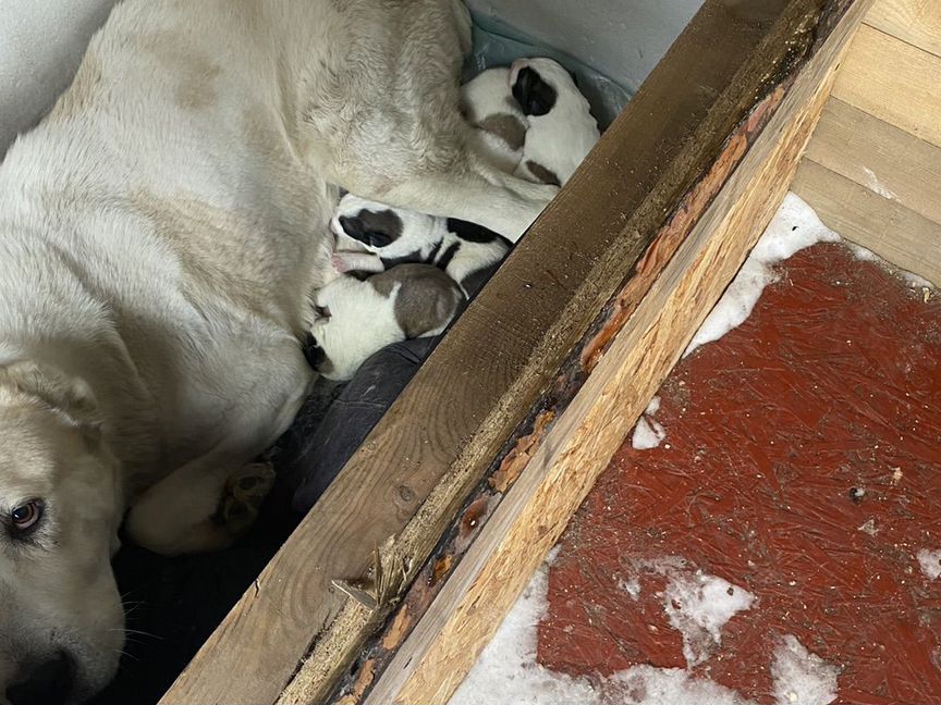 Щенки алабая