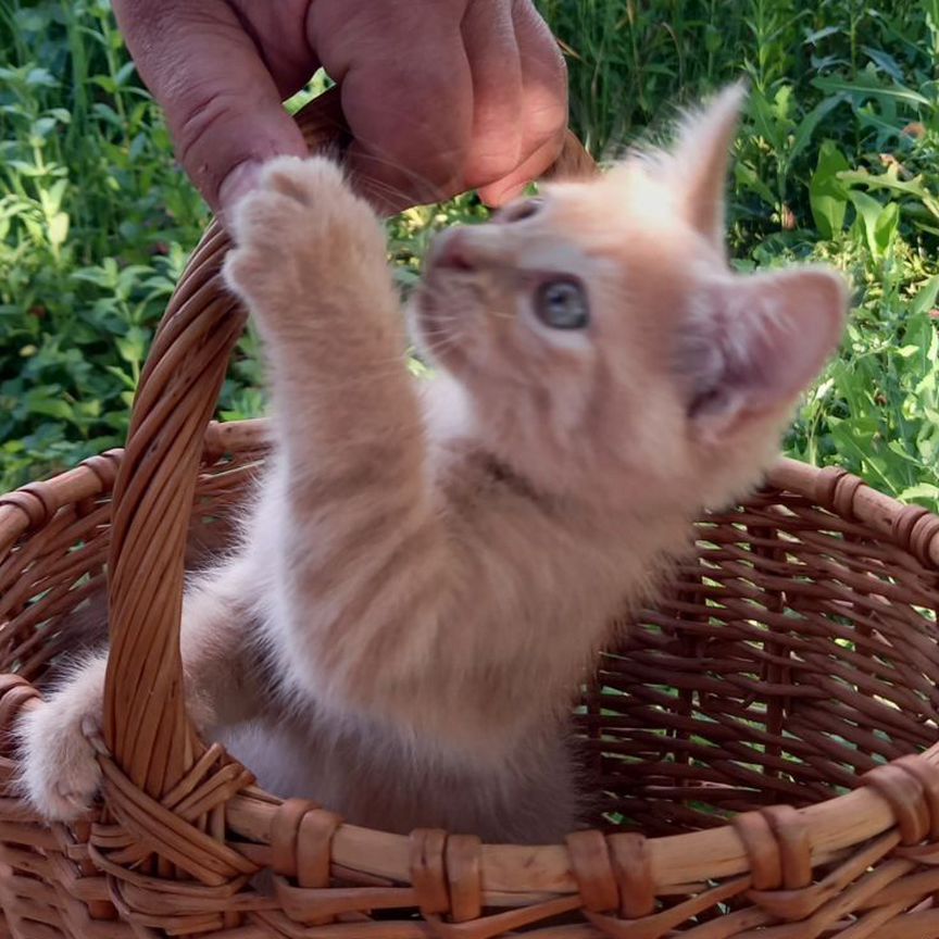 Котёнок