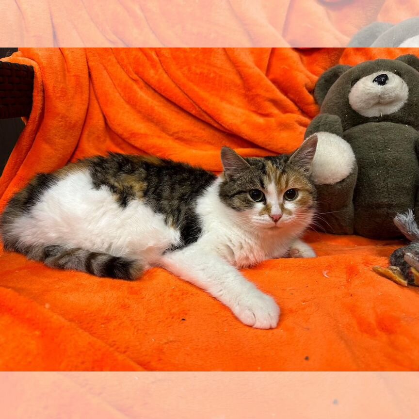 Кошка молодая в добрые руки