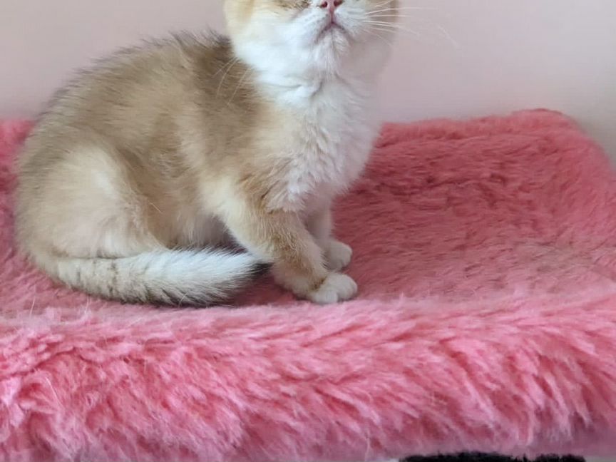 Кошка