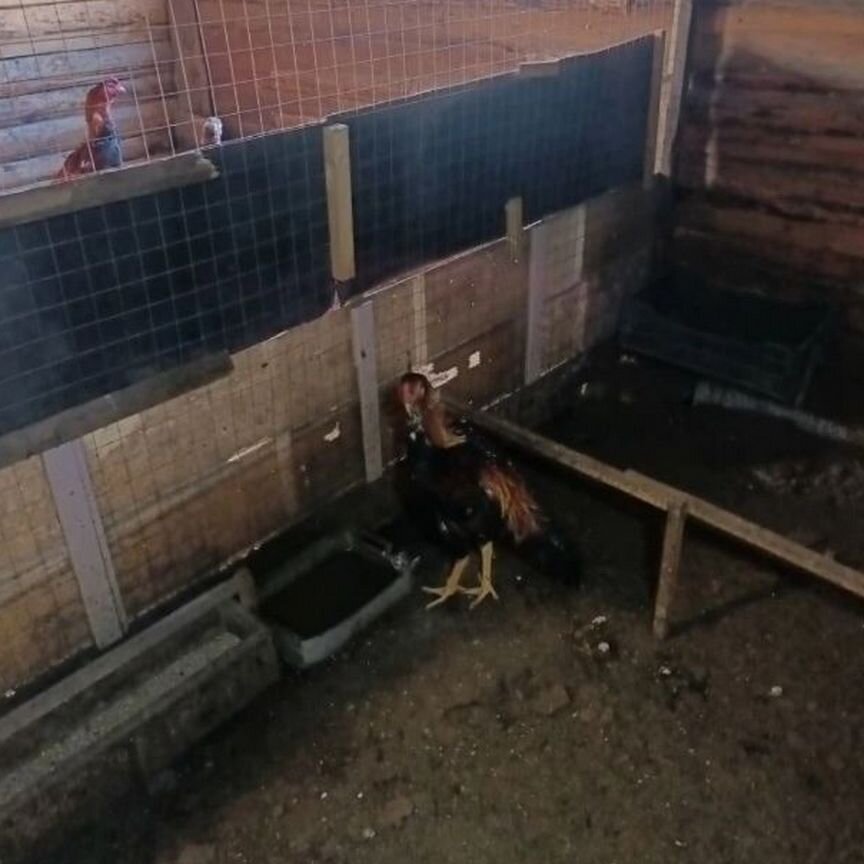 Семья петух и три курицы