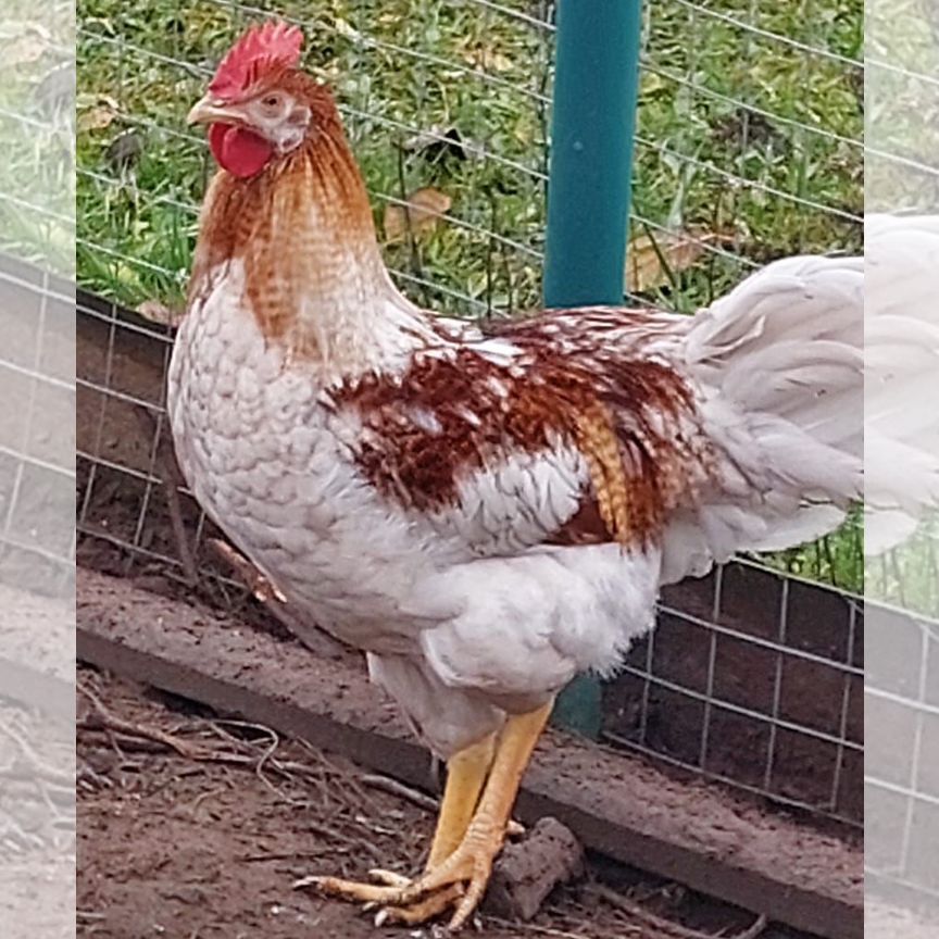 Молодые петухи