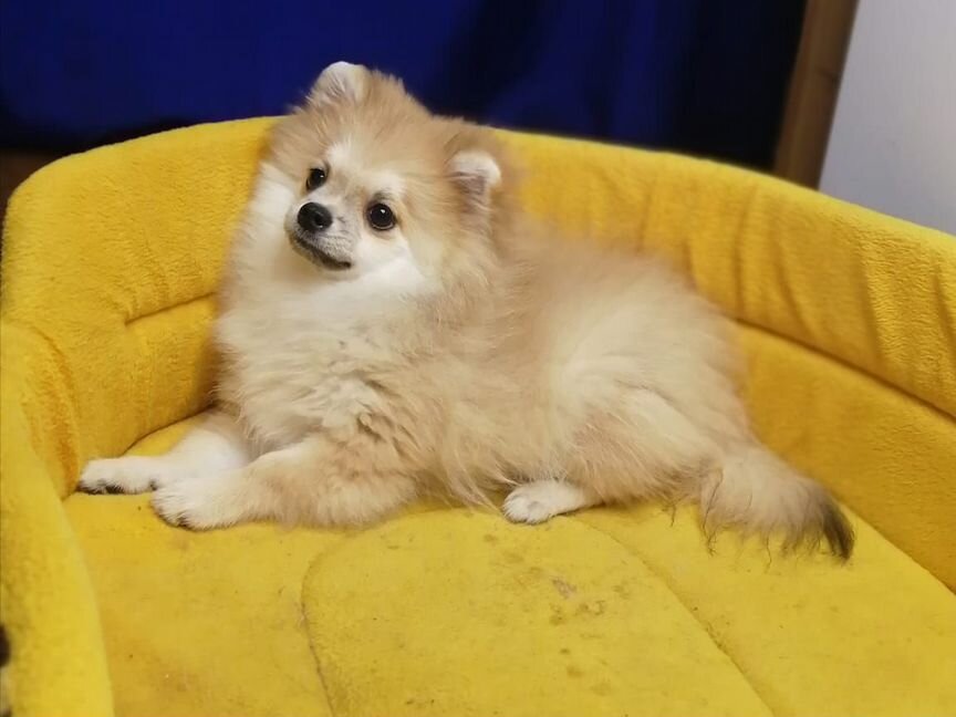 Очаровательные щенки шпица