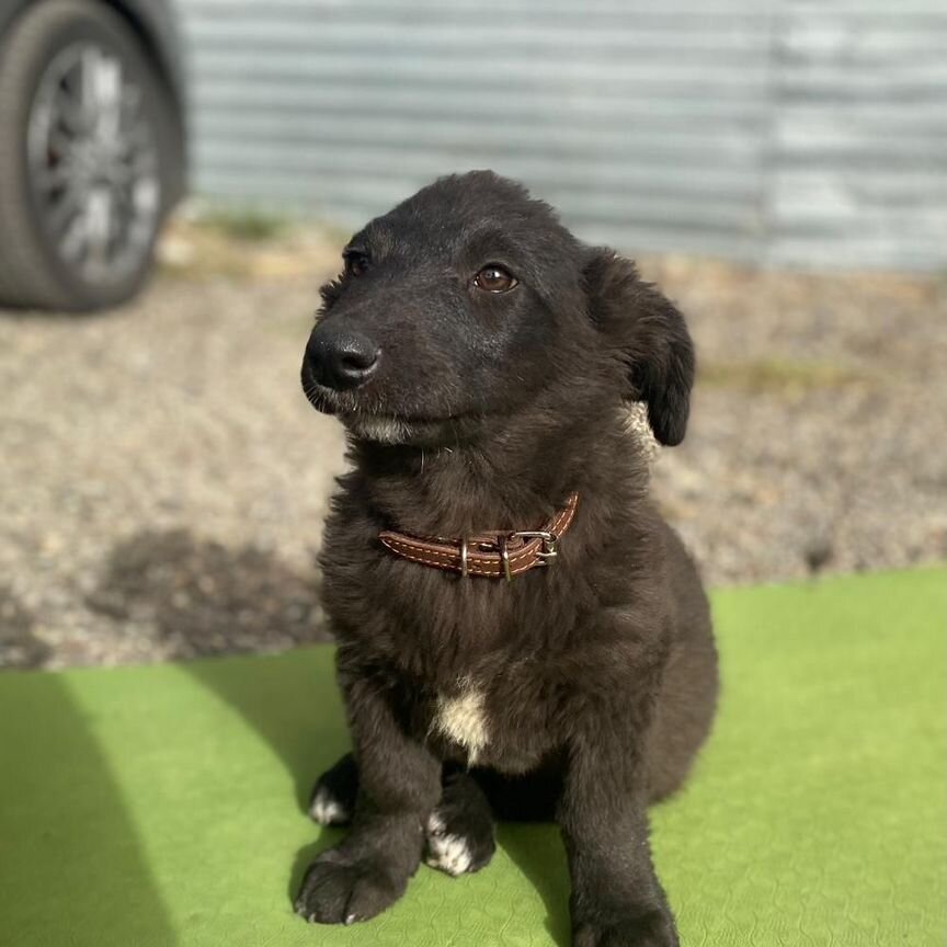 Собака в добрые руки