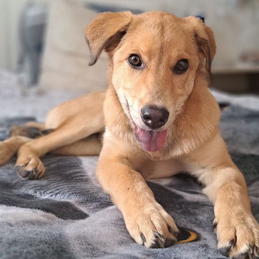 Щенок в добрые руки