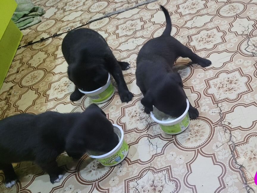 Той-терьер щенки