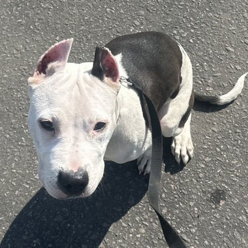 Американский стаффордширский терьер, щенок