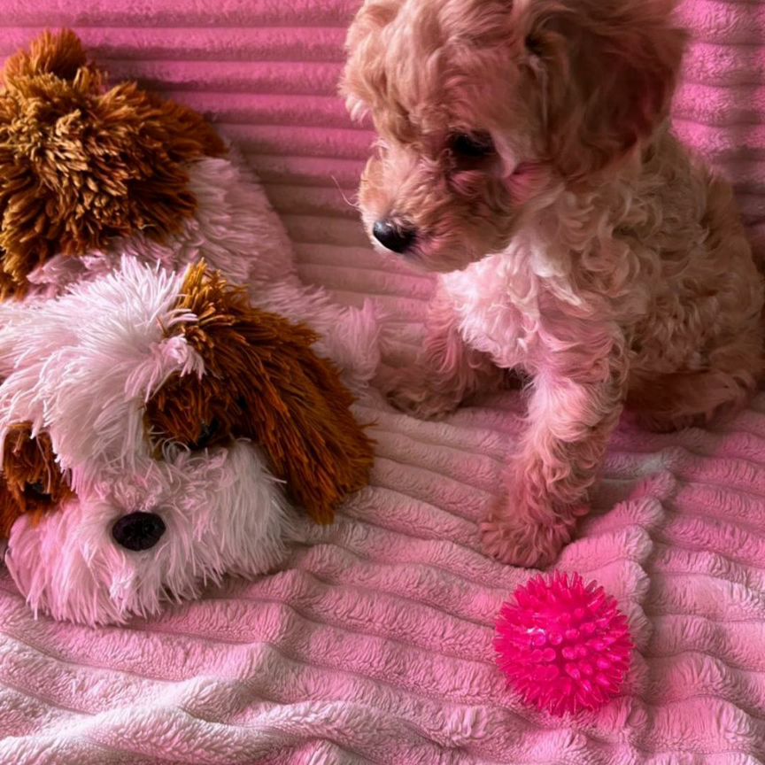 Щенки той пуделя отТикап Китай