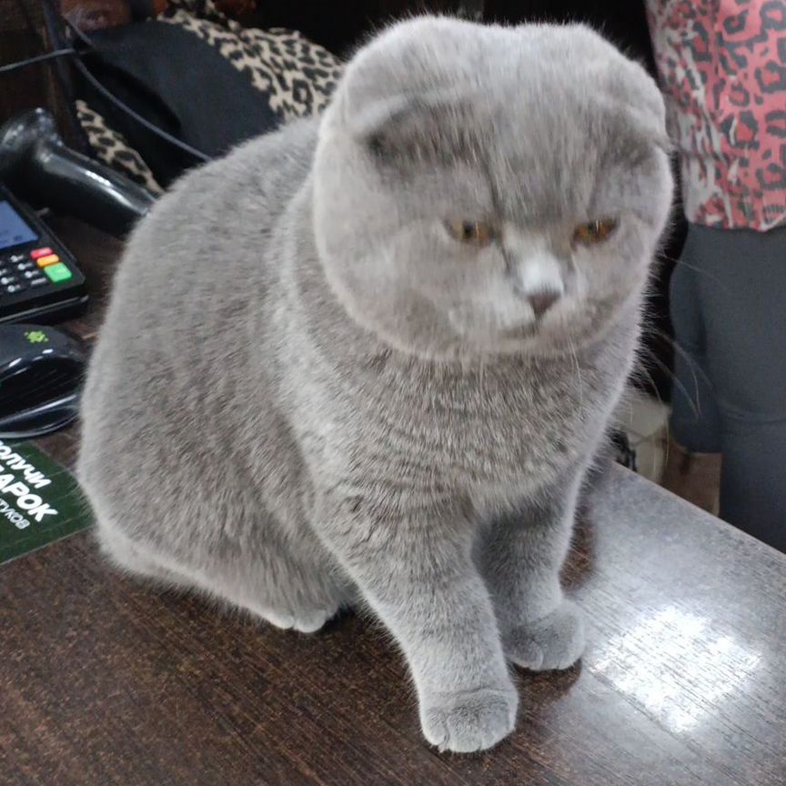 Шотландская вислоухая кошка серая шиншилла