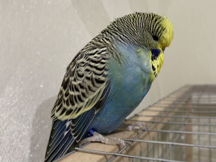 Волнистый попугай ввп чех