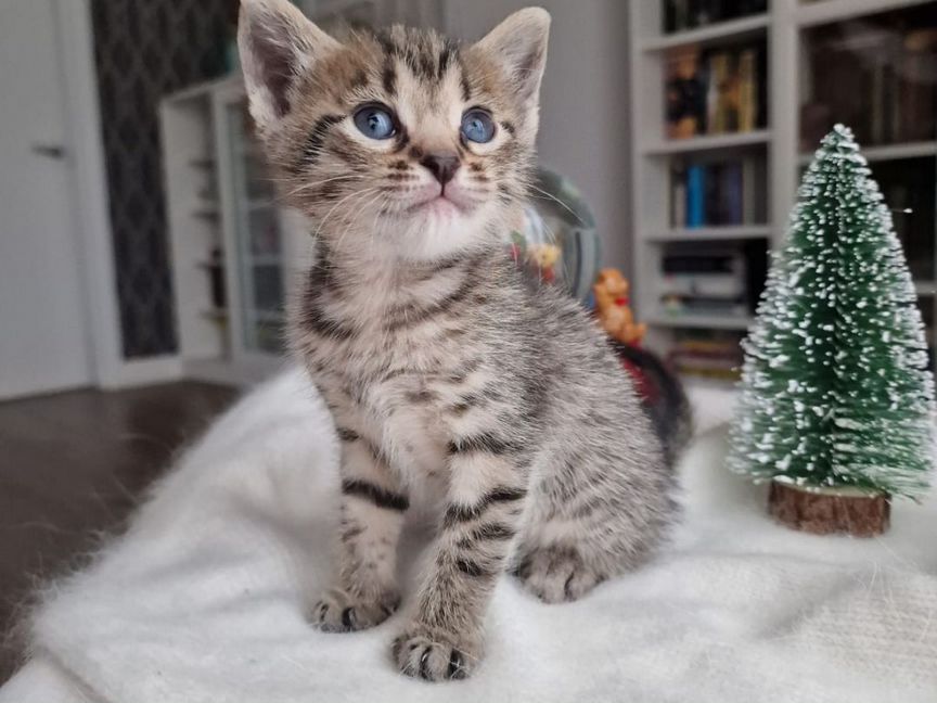 Кошечка Саванна 4, 1,5 мес