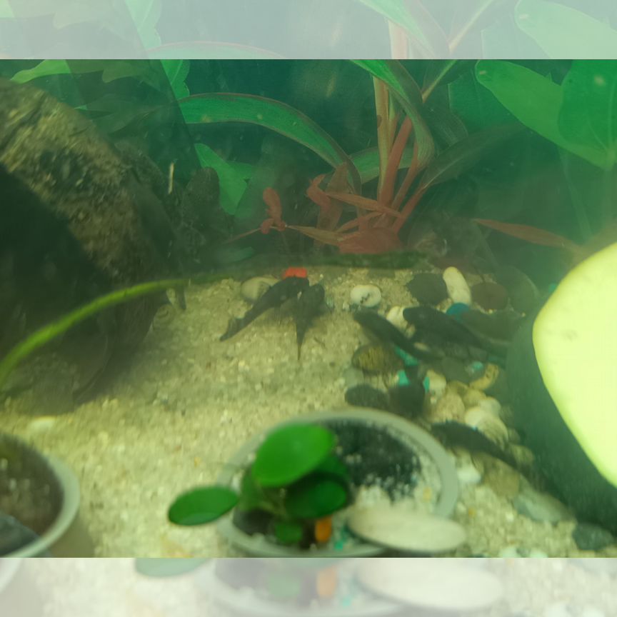 Анциструс обыкновенный (Ancistrus Dolichopterus)