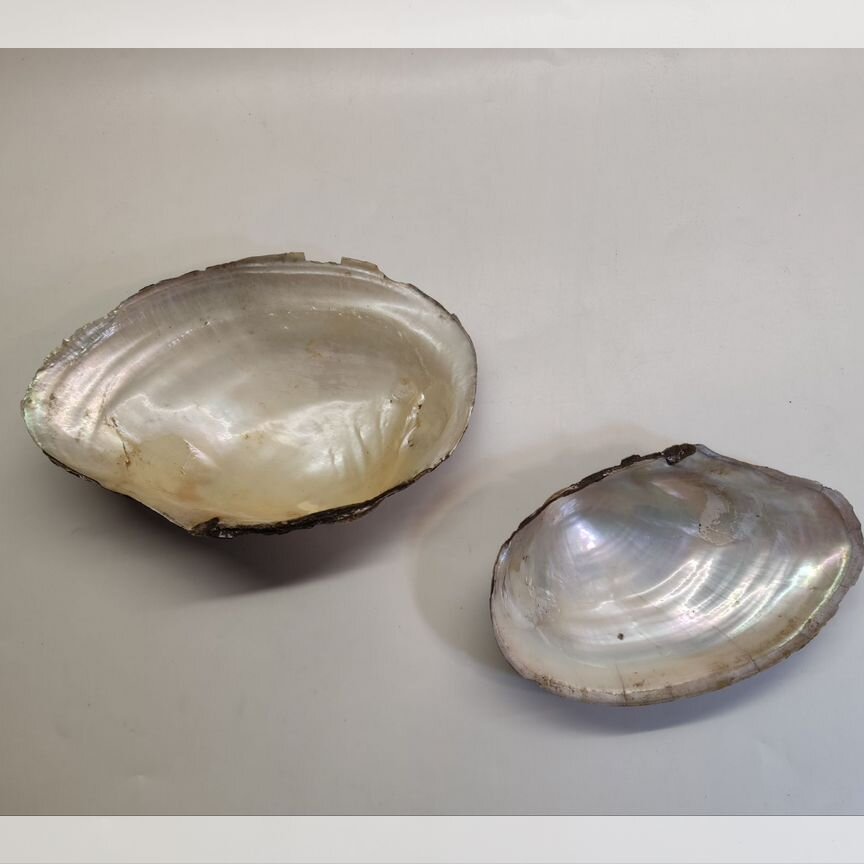 Ракушка речная